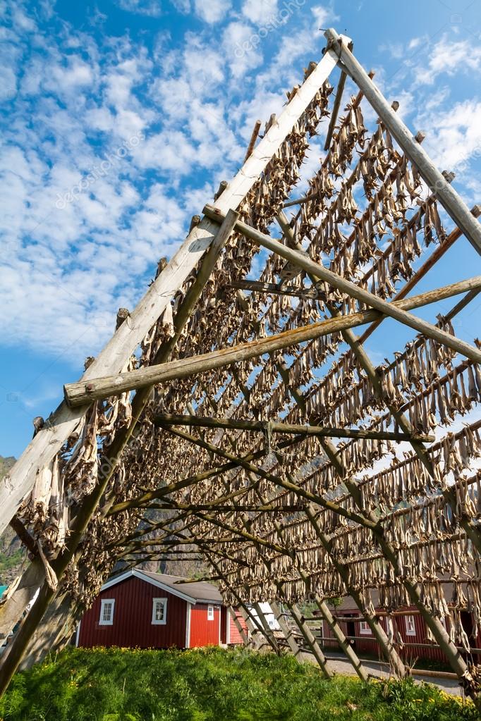 Cod fish at the drying racks and rorbu, Lofoten, Norway — Stock Photo ...