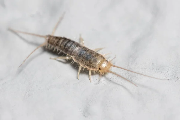 Silverfish Larvae
