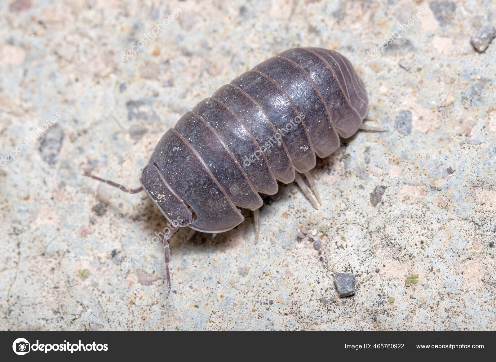 Roly poly bug, Armadillidium vulgare, walking on a concrete floor under ...
