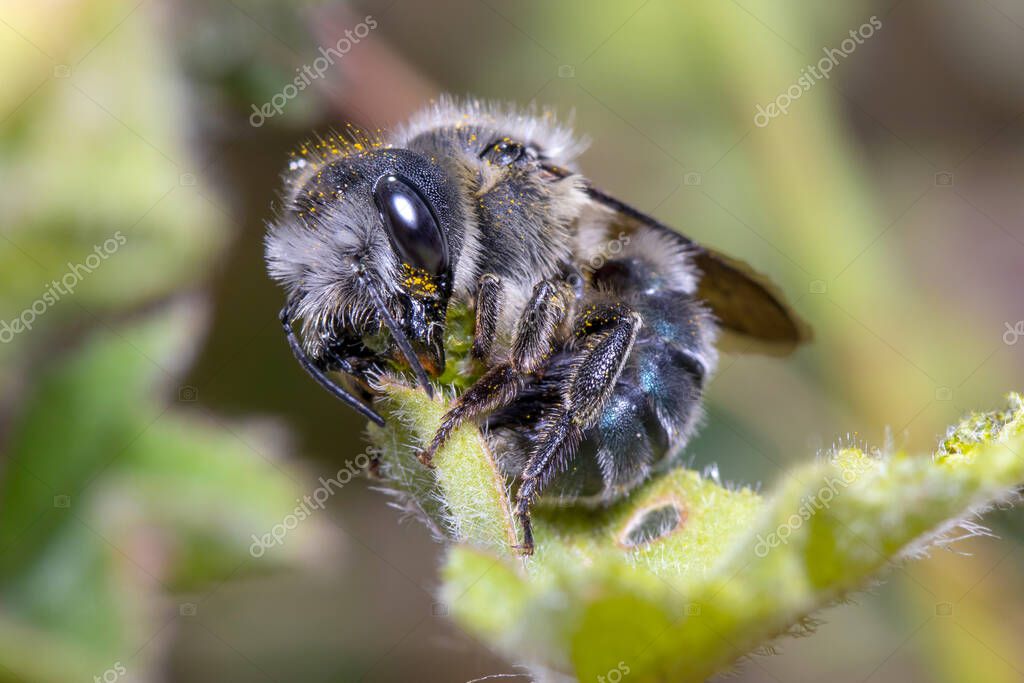 Abeja cortadora de hojas, Megachile sp., cortando la hoja de una planta ...