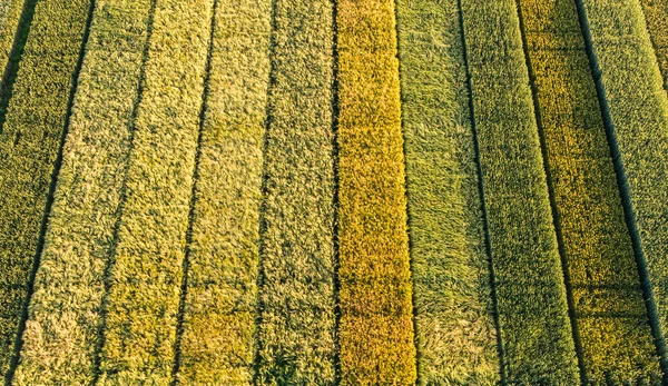 Wheat varieties Stock Photos, Royalty Free Wheat varieties Images ...