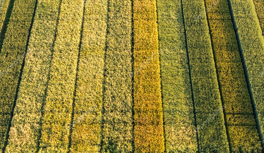 Varias variedades de trigo en diferentes colores 2024