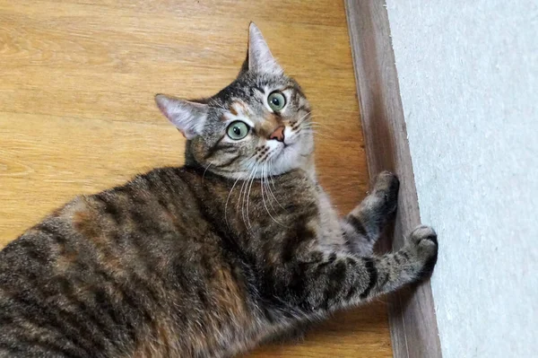 Gato asustado fotos de stock, imágenes de Gato asustado sin royalties ...