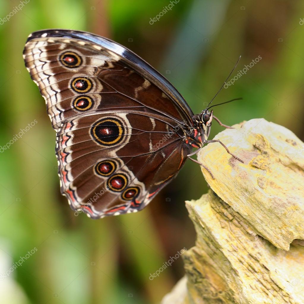 Blue morpho butterfly Stock Photo by ©Paul_Cowan 119076628