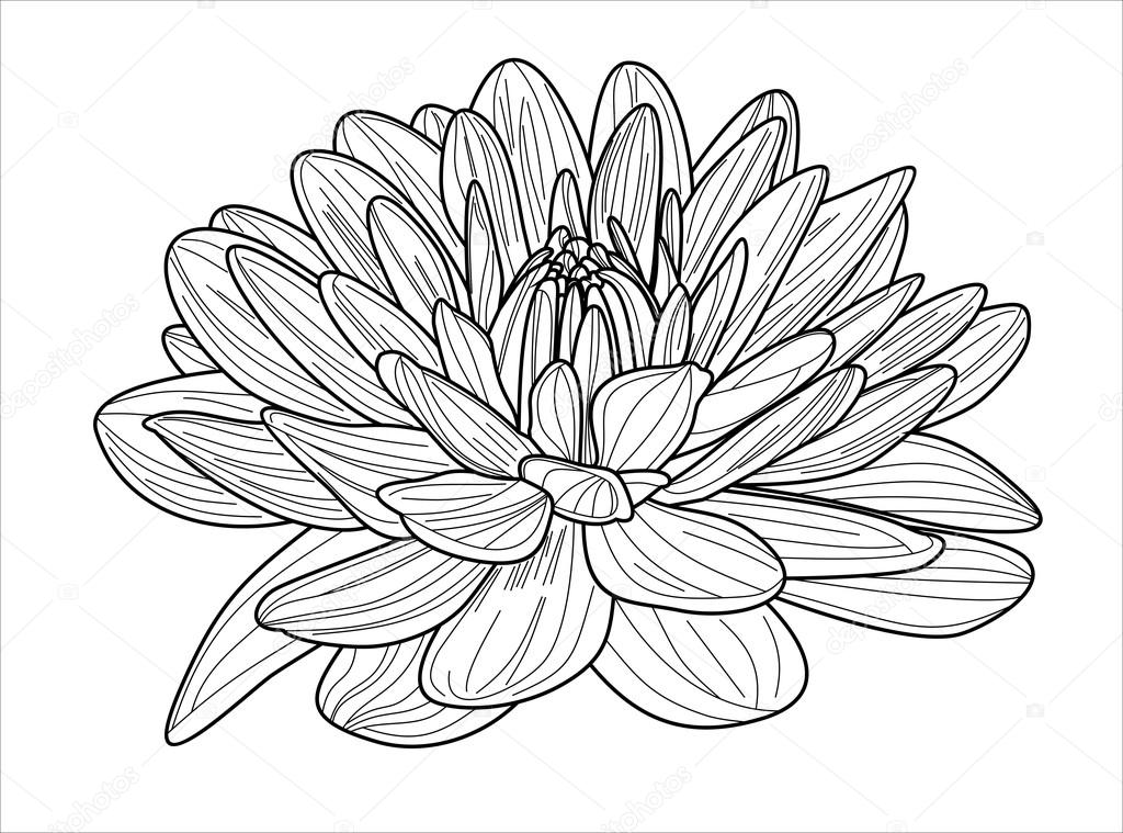 Chrysanthemum Stencil