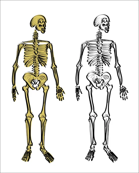 Human skeleton pointing up or explaining something vector illustration ...
