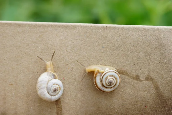 Snail enclosures Stock Photos, Royalty Free Snail enclosures Images ...