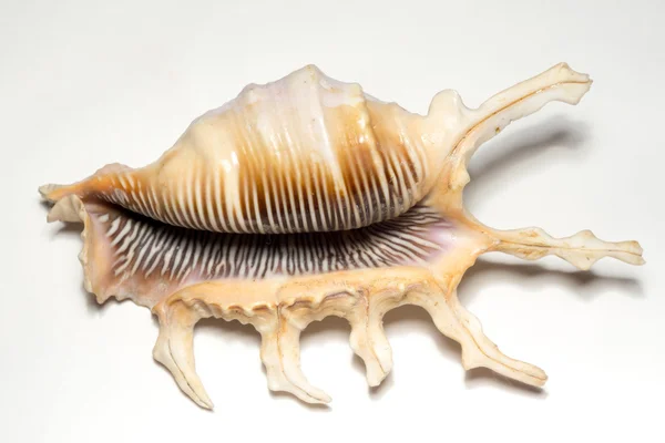 One big shellfish — Stock Photo © shcheglov #1961958