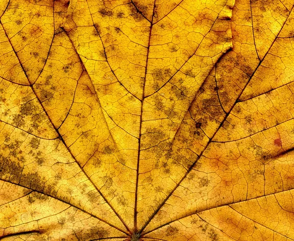 Maple leaf texture Stock Photo by ©Andriuss 2508285