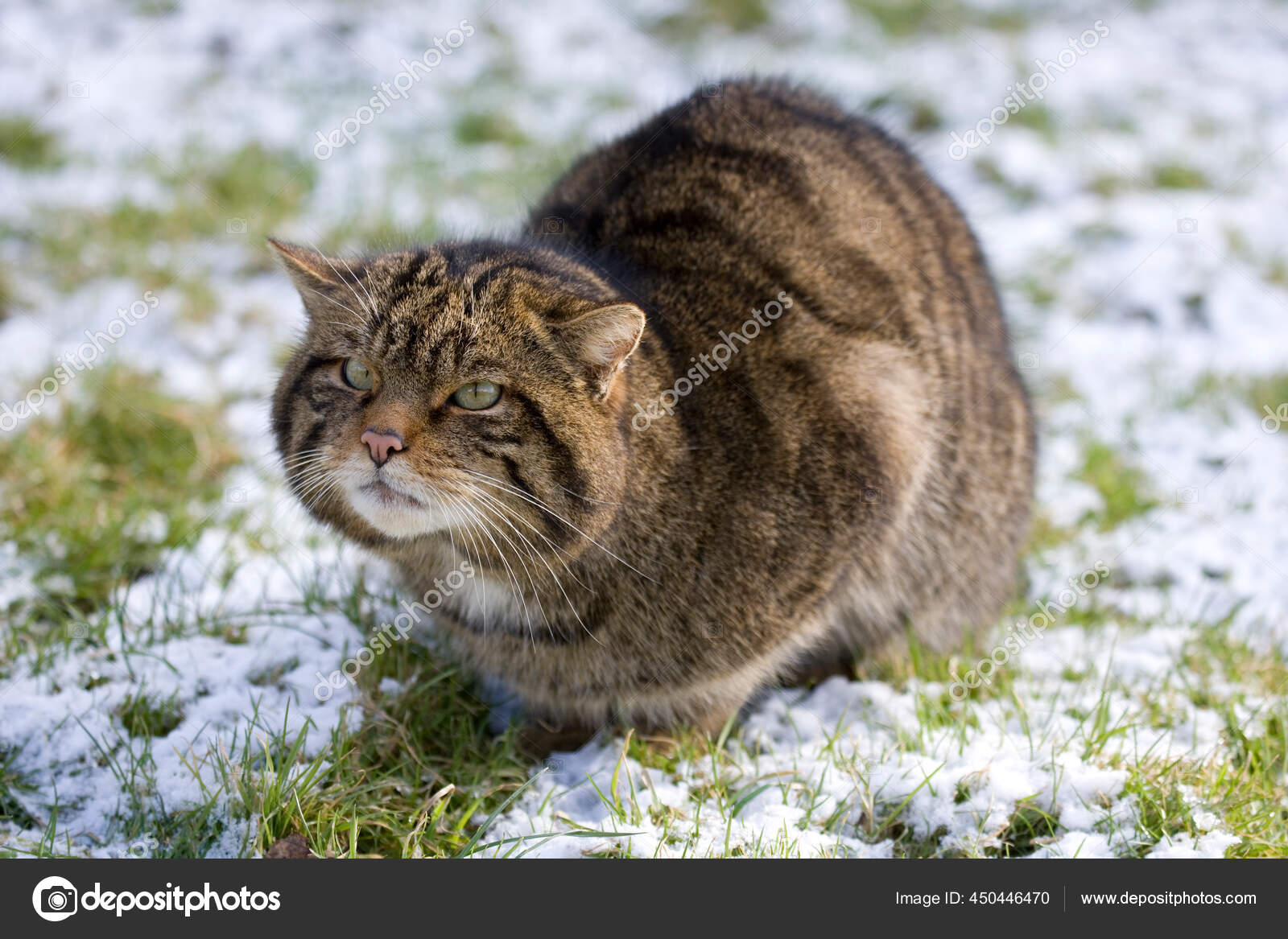 Scottish Wildcat Snow
