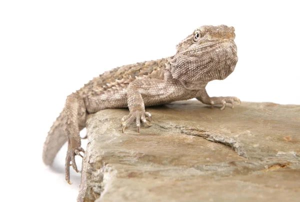 Bearded Dragon Isolated White Background — Stock Photo © chrisbrignell ...