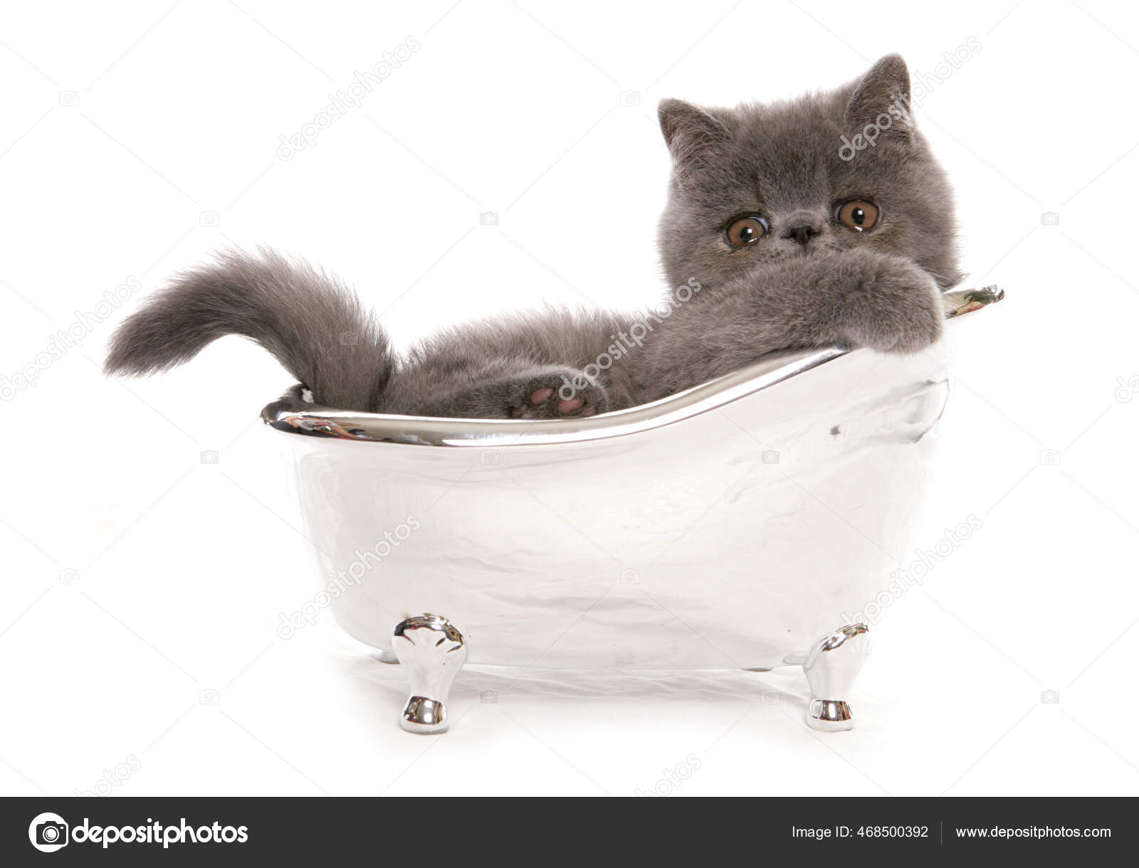 Exotisk Kattunge Ett Litet Silverbad Isolerad Vit Bakgrund — stockfoto ...