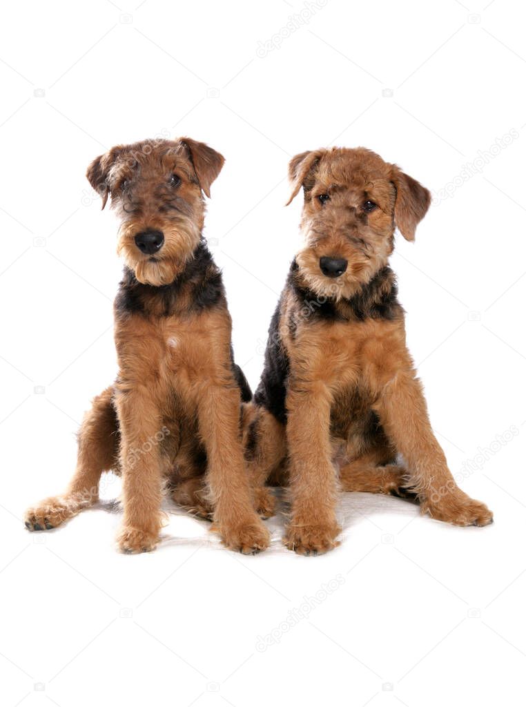 Airedale Terrier Perros aislados sobre fondo blanco 2024