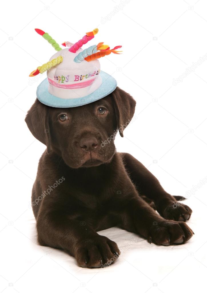 Happy Cute Chocolate Lab Puppies