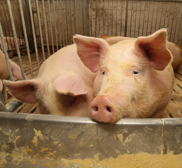 Beautiful portrait of a pink pig in a sty Stock Photo by ©jan.rozehnal ...