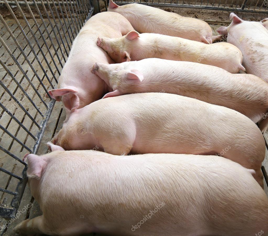 Cerdo dormido, gordo y cansado, en una granja porcina — Foto de stock ...