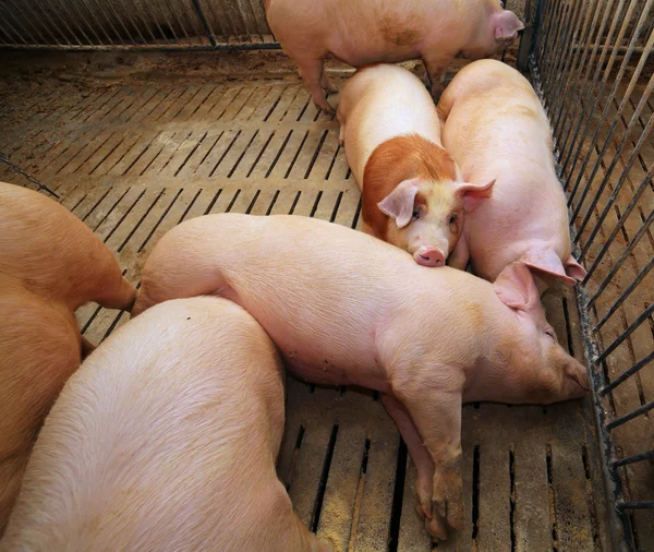 Crowded pig farm Stock Photos, Royalty Free Crowded pig farm Images ...