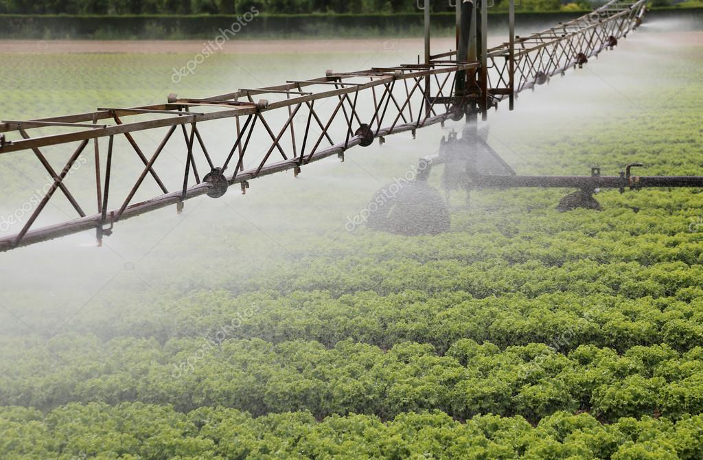 Irrigation system of a lettuce field in summer Stock Photo by ...