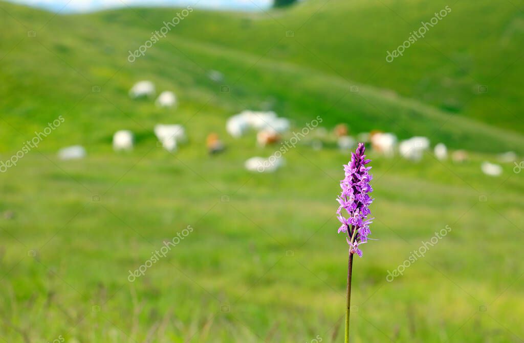 Dactylorhiza fuchsii es una especie de orquídea epifita perteneciente a la familia Orchidaceae. 2024
