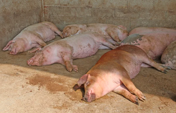 fat pigs in the sty of the farm in the countryside - Stock Image ...