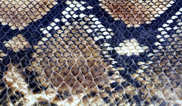 Boa constrictor snake skin Stock Photos, Royalty Free Boa constrictor ...