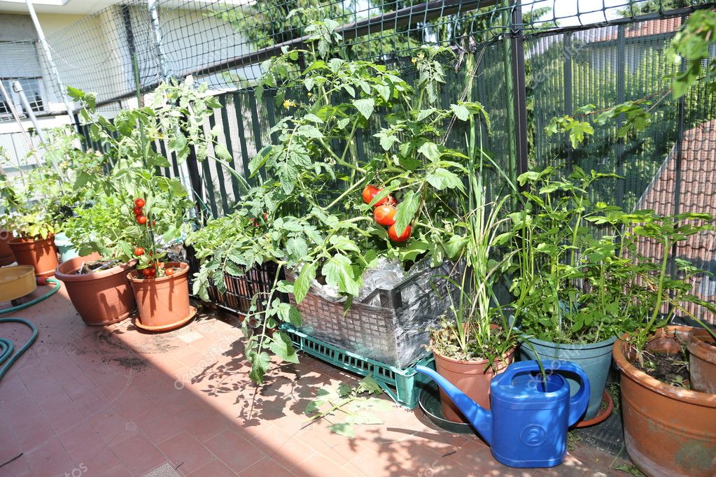 Ret tomato plant in the urban vegetable garden in the city Stock Photo ...