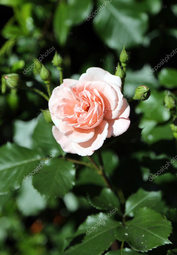 Single light pink rose just blossomed in may — Stock Photo ...