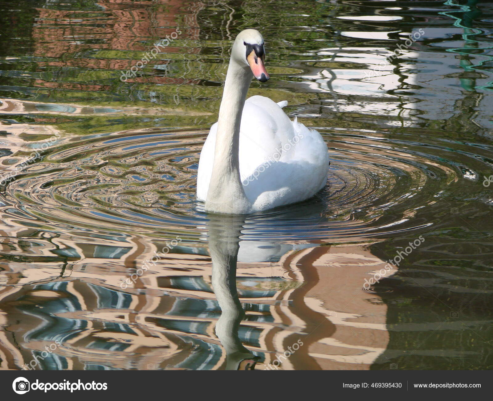 Beautiful Swan Crystal Clear Deep Blue River Reflection — Stock Photo ...