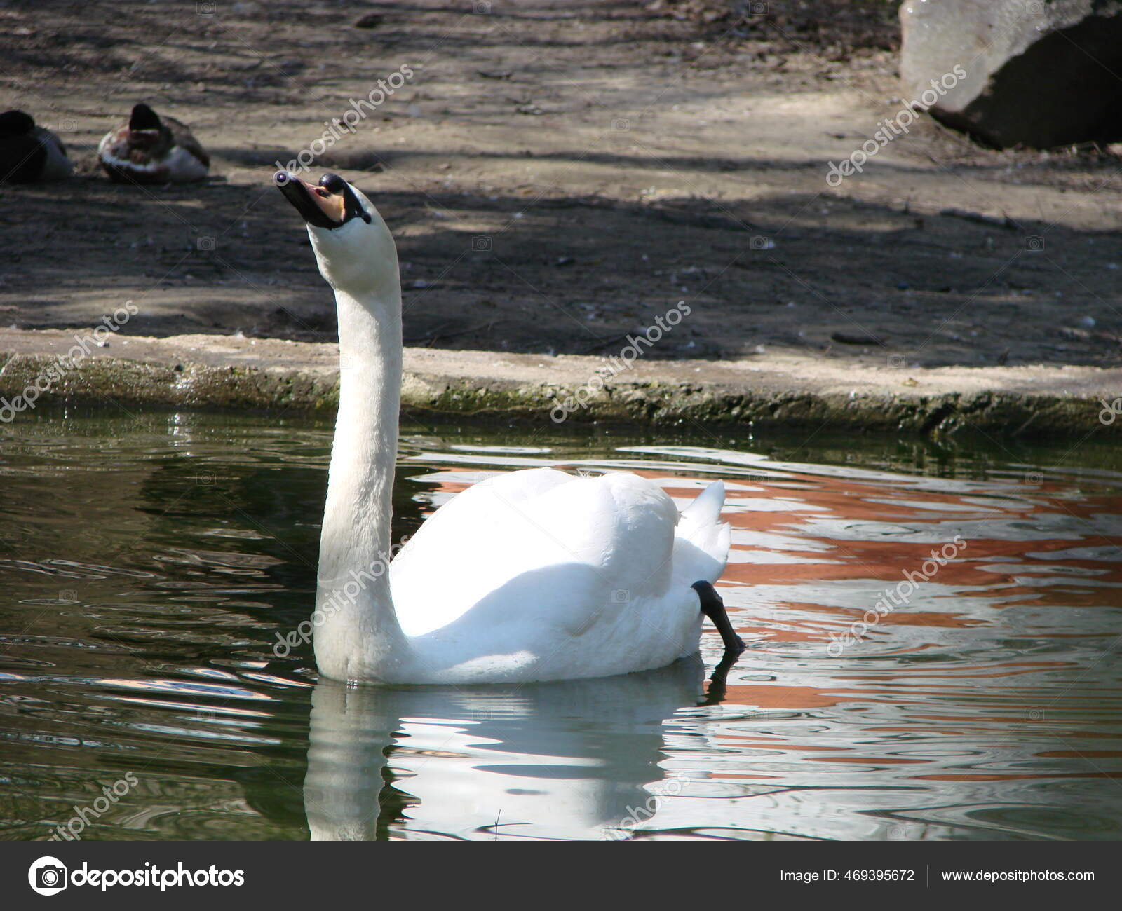 Beautiful Swan Crystal Clear Deep Blue River Reflection — Stock Photo ...
