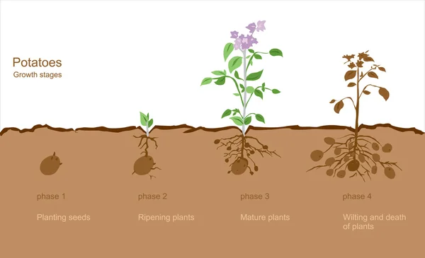 65 Potato growth stages Vector Images, Potato growth stages Illustrations | Depositphotos