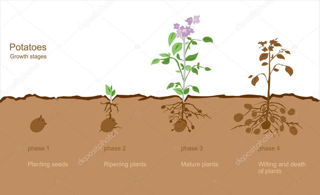 Potato growth stages — Stock Vector © trofimich81 #112583680 Potato growth stages — Stock Vector © trofimich81 #112583680