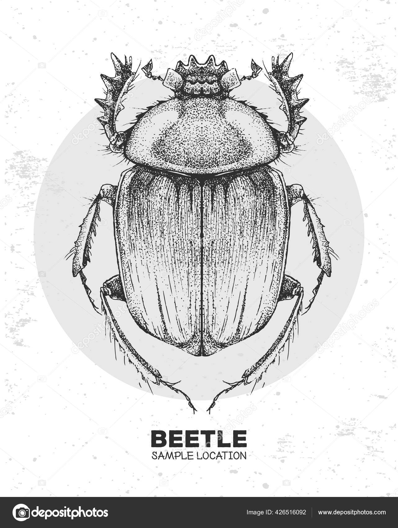 Black Ans White Bug Drawing