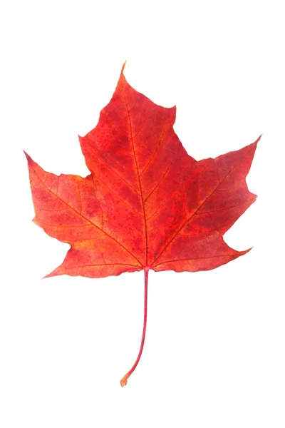 Red maple leaf Stock Photos, Royalty Free Red maple leaf Images ...