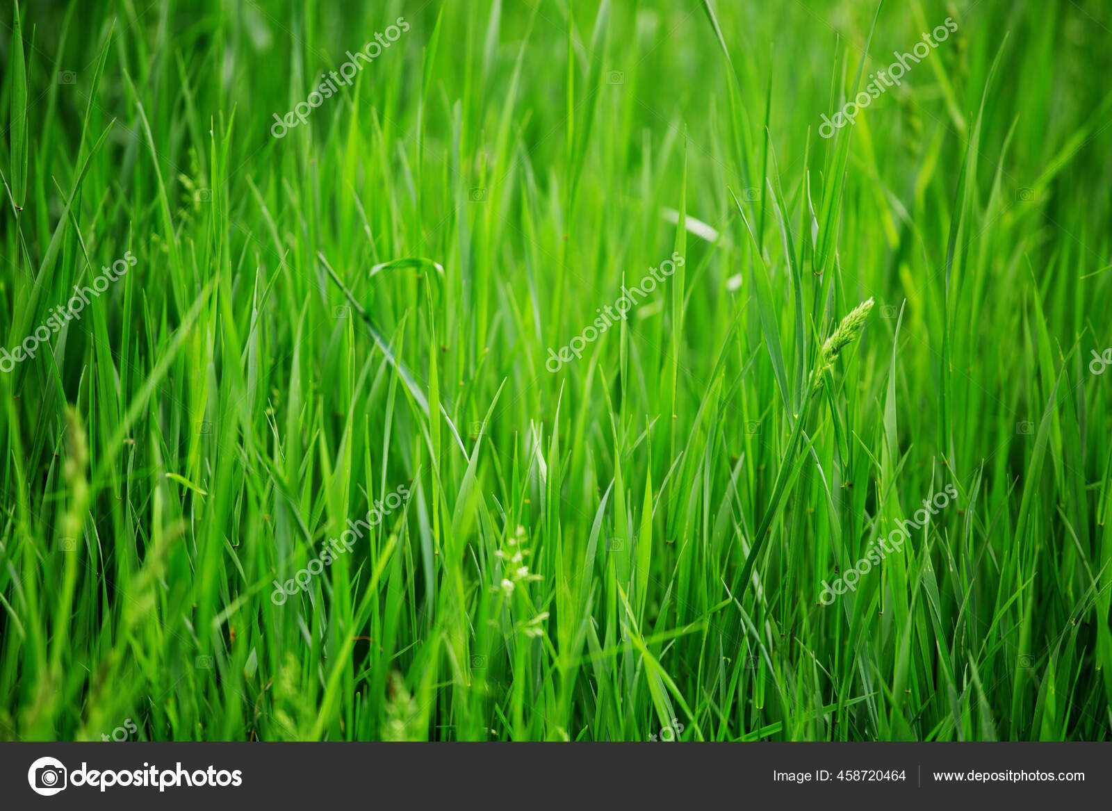 Fresco Primavera Hierba Naturaleza Fondo Pureza Frescura Tranquilidad ...