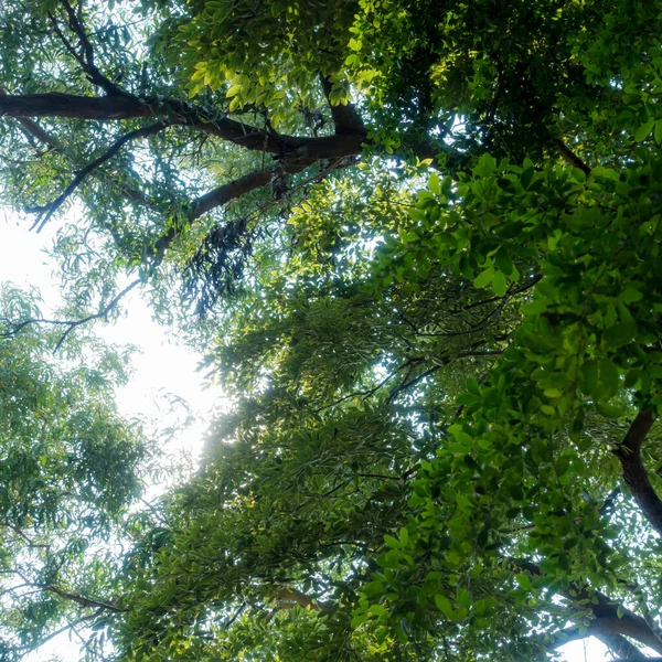 Tree canopy Stock Photos, Royalty Free Tree canopy Images | Depositphotos