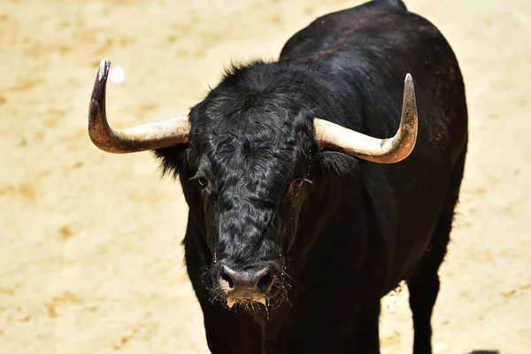Toro negro fotos de stock, imágenes de Toro negro sin royalties ...