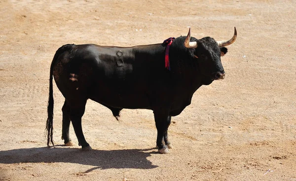 a spanish big bull with big horns on the bullring in a traditional ...