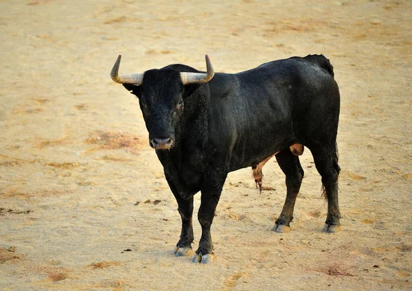 Carabao Stock Photos, Royalty Free Carabao Images | Depositphotos