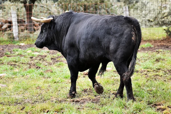 Raça angus Stock Photos, Royalty Free Raça angus Images | Depositphotos