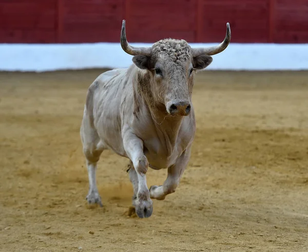 Imágenes de Toro, fotos de Toro sin royalties | Depositphotos