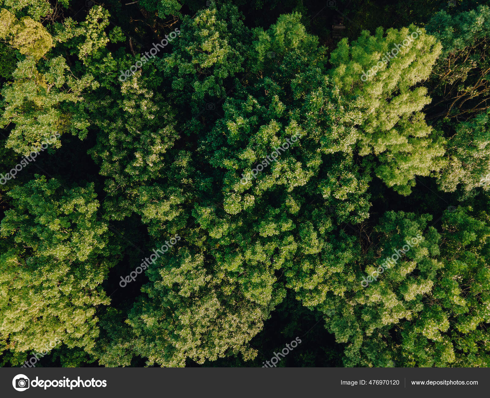 4K Aerial view of Amazon tropical Rainforest, Drone footage from above ...