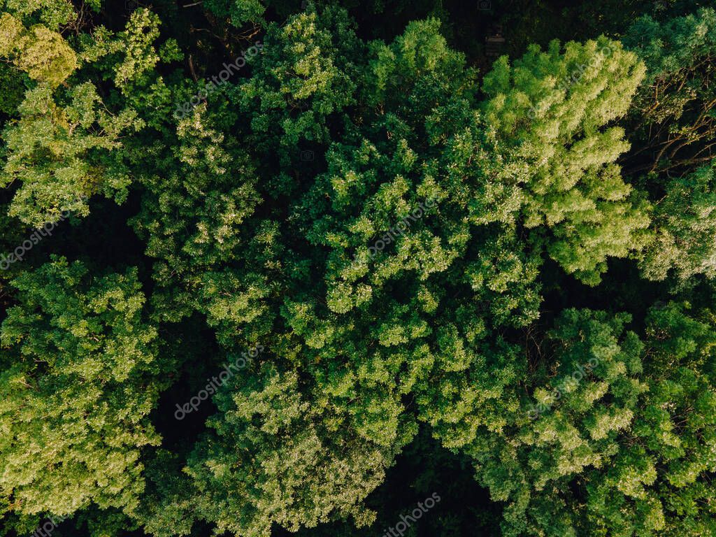 4K Vista aérea de la selva tropical amazónica, imágenes de drones desde ...