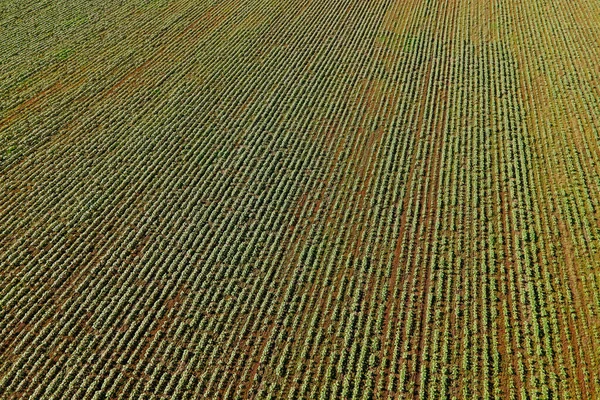 Field after harvesting Stock Photos, Royalty Free Field after ...