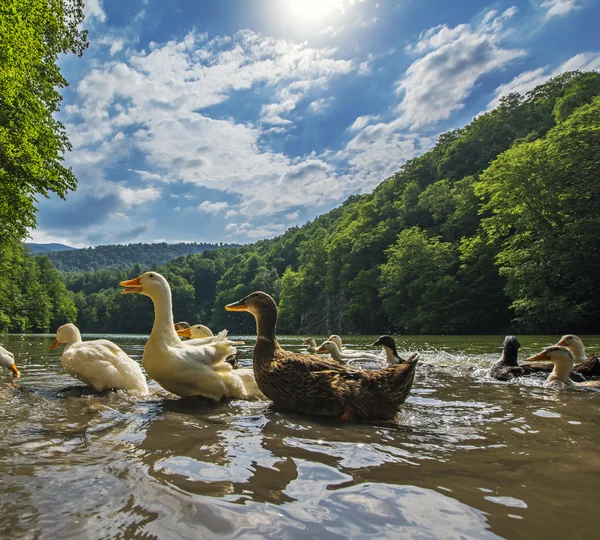 ducks at the lake Parz Lich, Clear Lake, Dilijan, Armenia - Stock Image ...