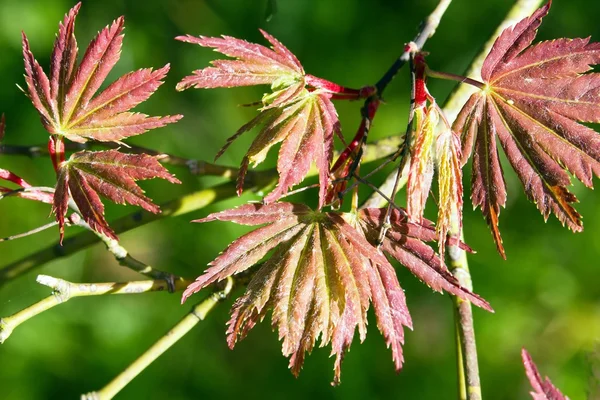 Red maple leaves in spring - Stock Image - Everypixel