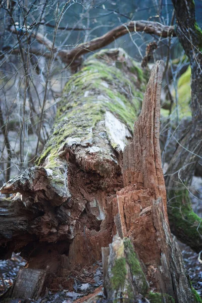 463 Decaying log Stock Photos, Decaying log Images | Depositphotos®