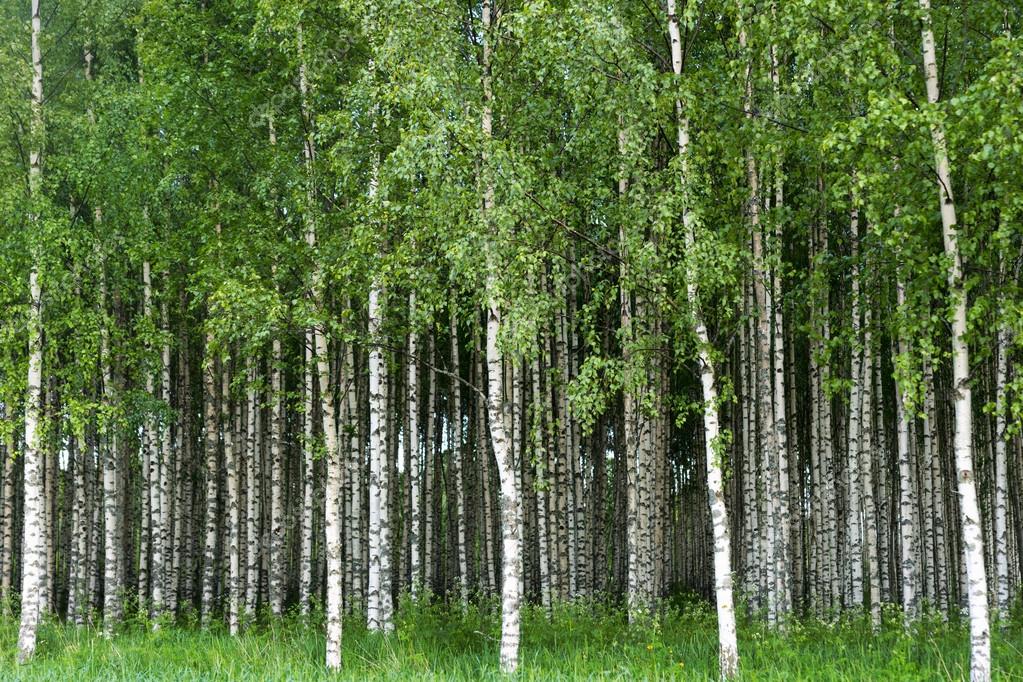 Grove of birch trees — Stock Photo © PinkBadger #81405768