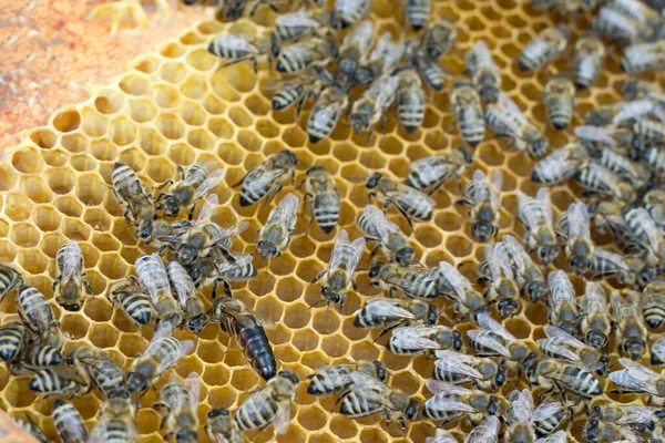 Closeup photo of queen bee in honeycombs - Stock Image - Everypixel