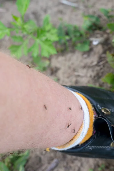 Foot ants Pictures, Foot ants Stock Photos & Images | Depositphotos®