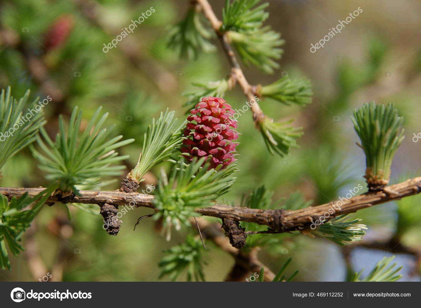 Red Small Cones Blooming Larix Tree Spring — Stock Photo © Manka #469112252